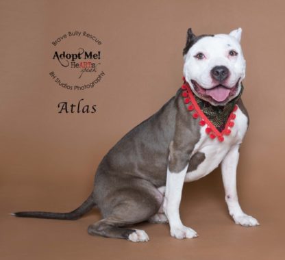 Brave Bully Rescue | The Courageous Fight For us!